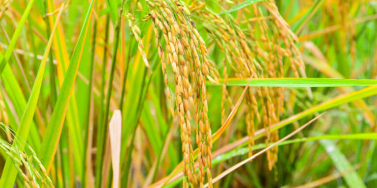 Cultivo de arroz en zonas áridas: Chile prueba con éxito variedad ...