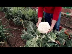 Trucos Para Saber Cuando Y Como Cosechar COLIFLOR – Diario del Agro