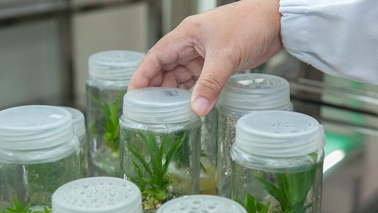 Cómo Utilizar el Medio de Cultivo Murashige y Skoog (MS) – Diario del Agro